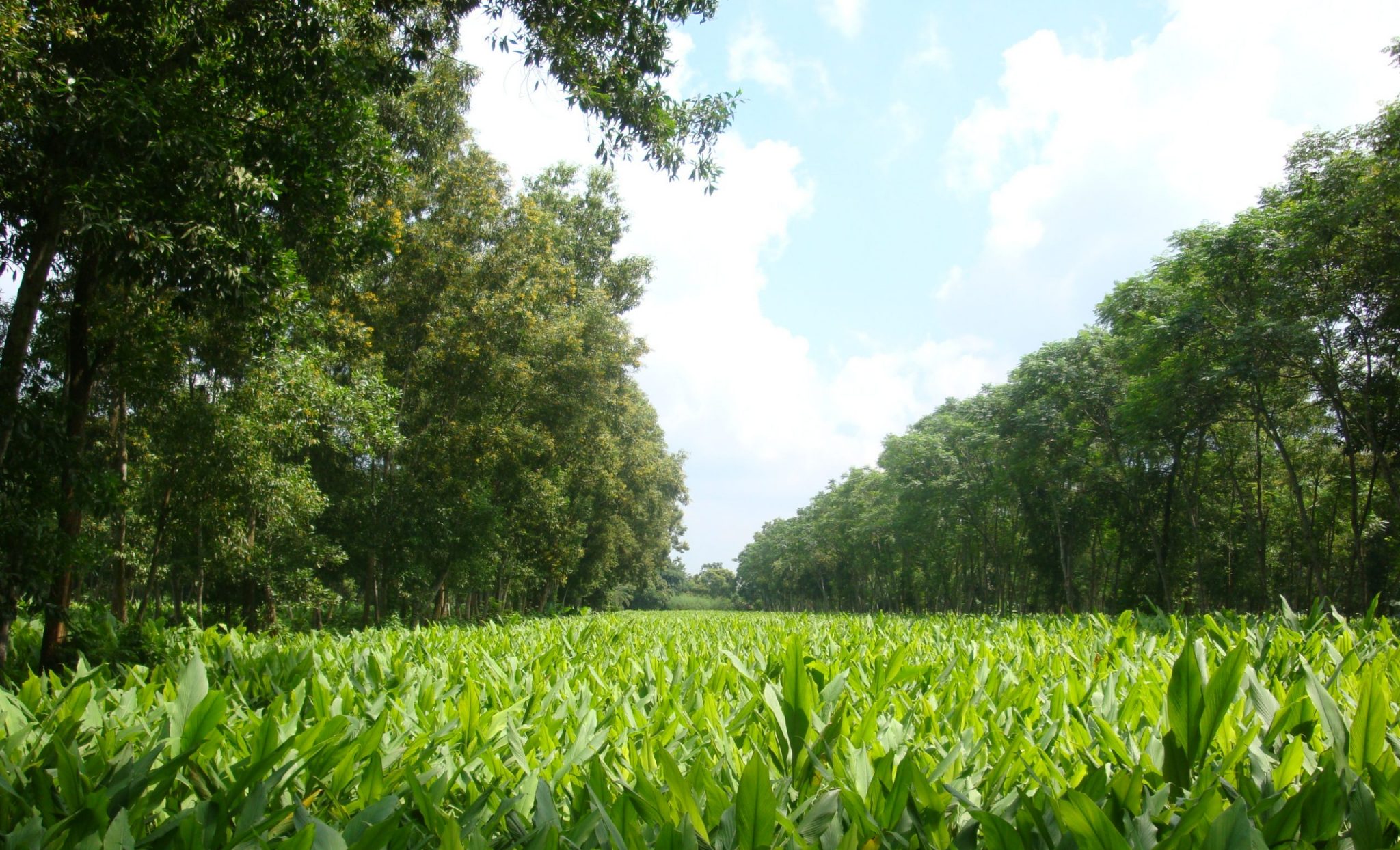 Journal of Agroforestry & Envinronment